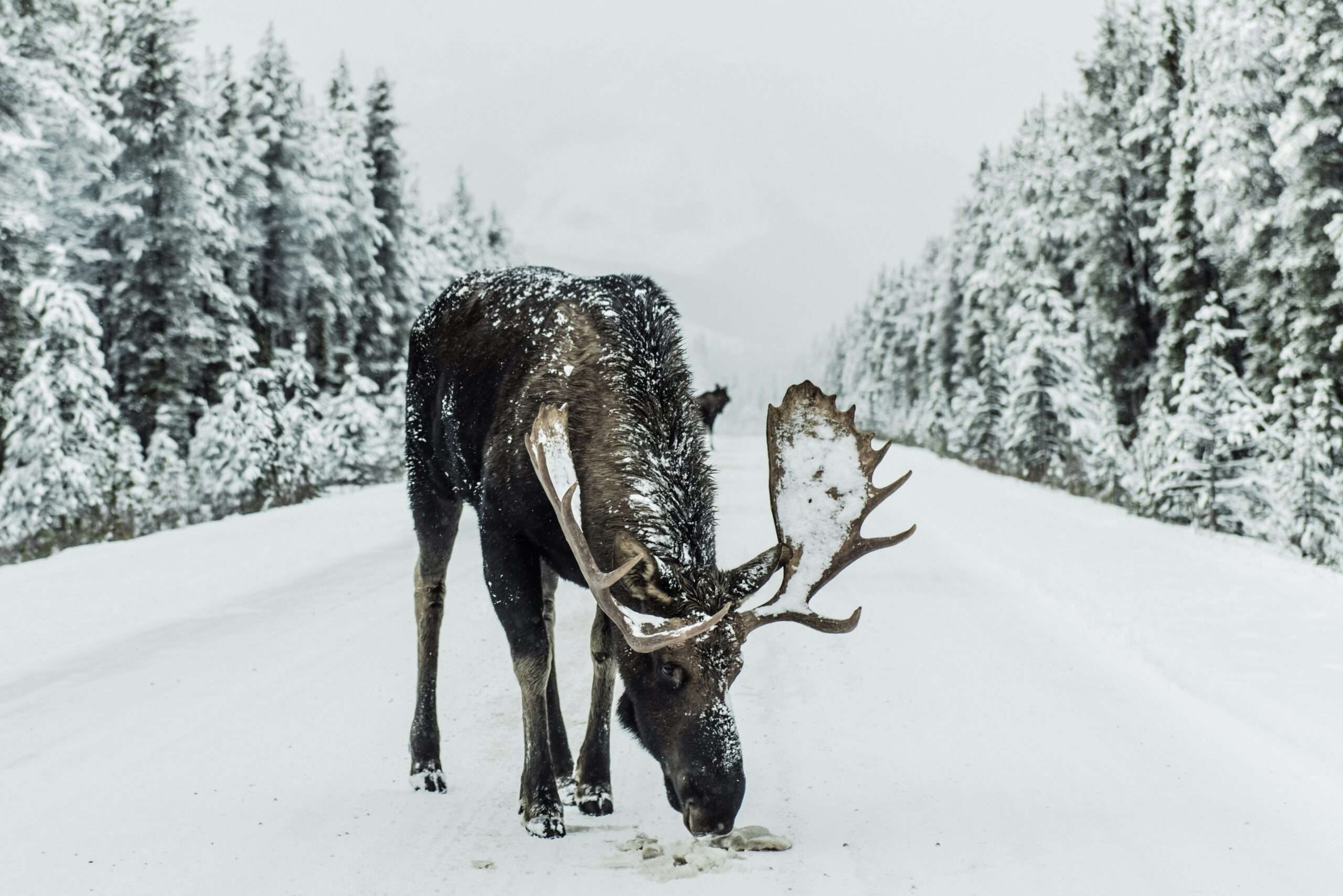 Der Elch: König der nordischen Wälder